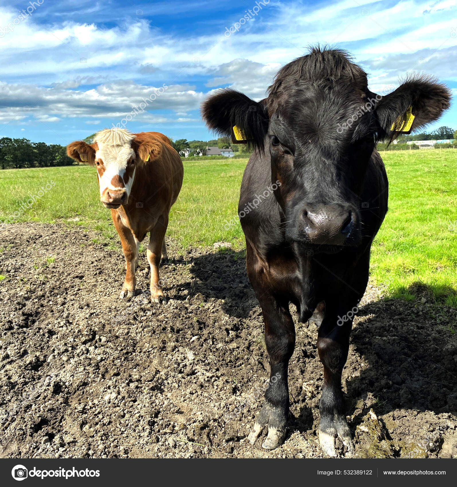 Two Friendly Cows Large Field Summers Day Bolton Bowland Clitheroe ...