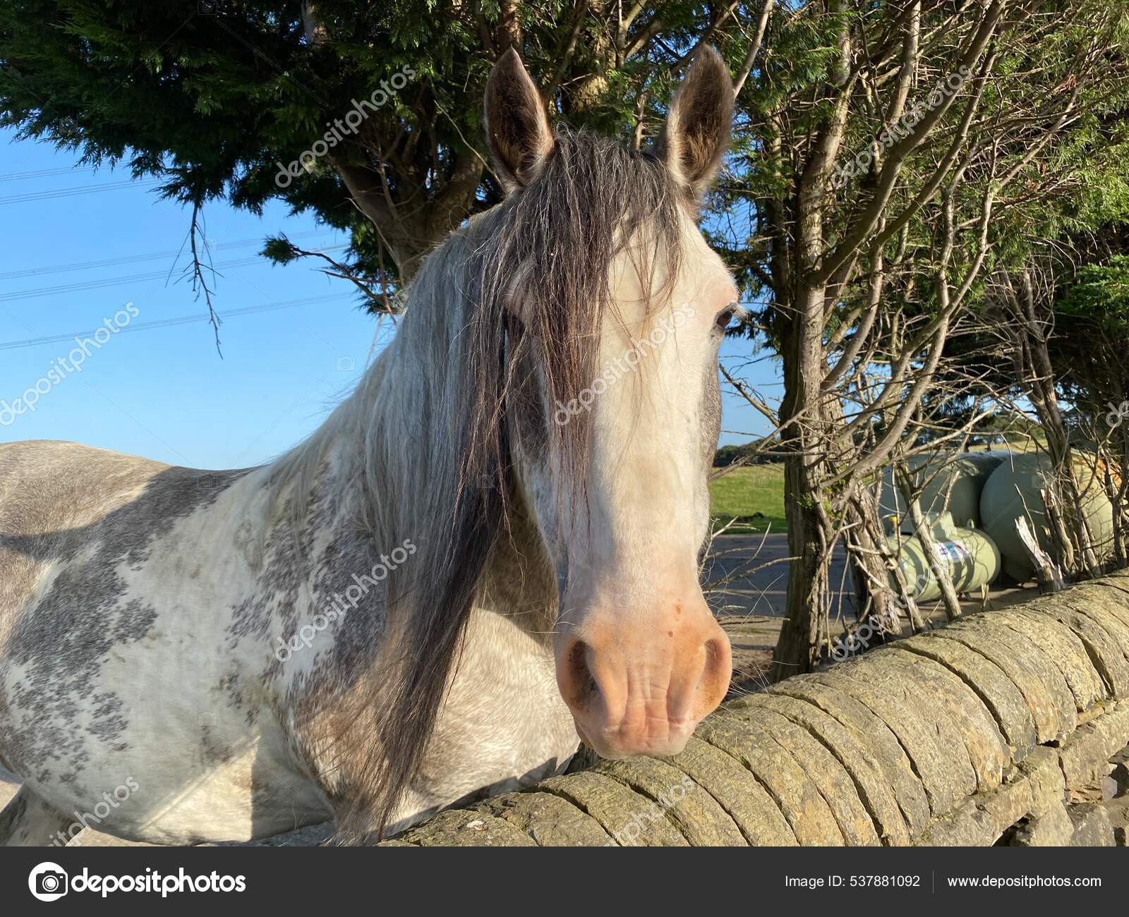 Grey White Horse Stood Dry Stone Wall Coley Road Halifax — Stock Photo ...