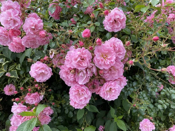 Fond de cerise rose Stock Photos, Royalty Free Fond de cerise rose ...