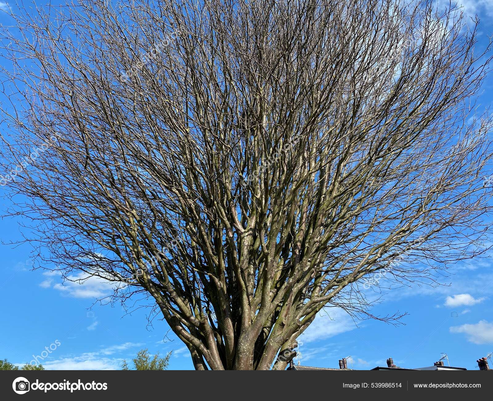Large Bare Tree Crows Nest Set Vivid Blue Sky Saltaire Stock Photo by ...