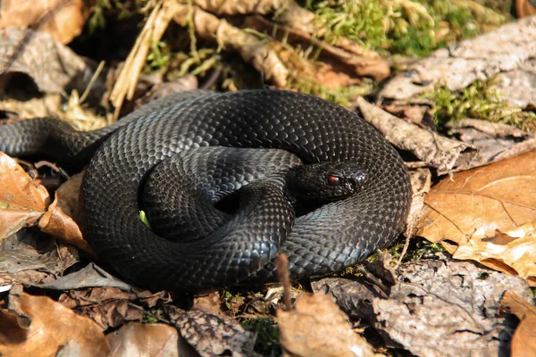 Black adder Stock Photos, Royalty Free Black adder Images | Depositphotos