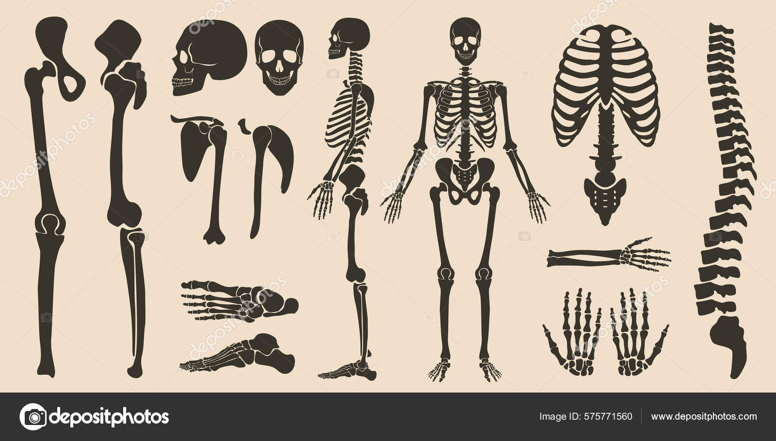 Huesos Humanos Esqueleto Anatomía Silueta Colección Conjunto Conjunto ...