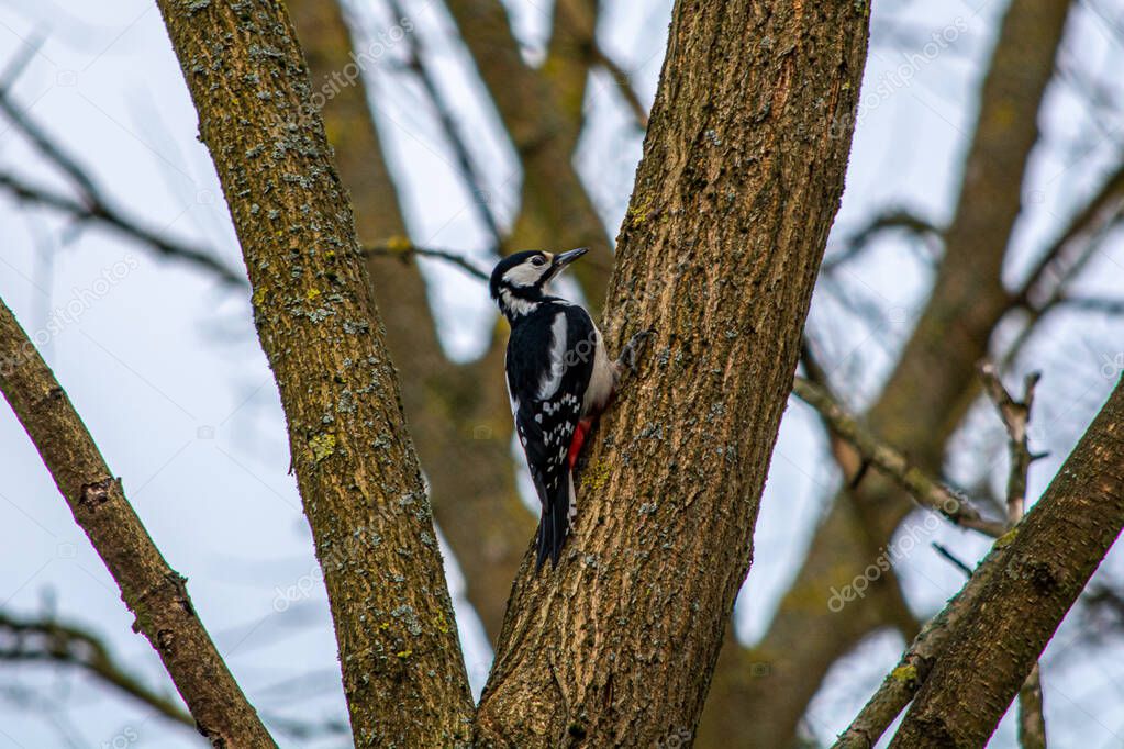 Gran pájaro carpintero moteado, mayor pájaro carpintero moteado - una ...