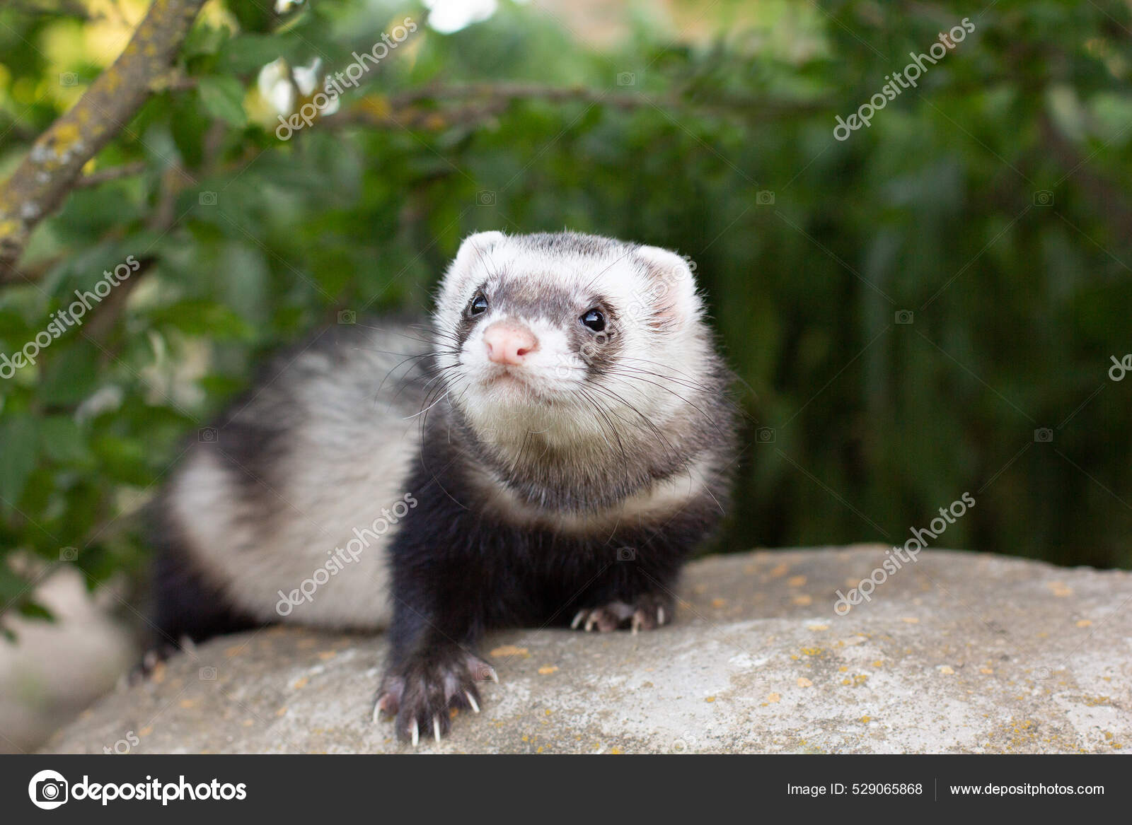 Giant Russian Ferret