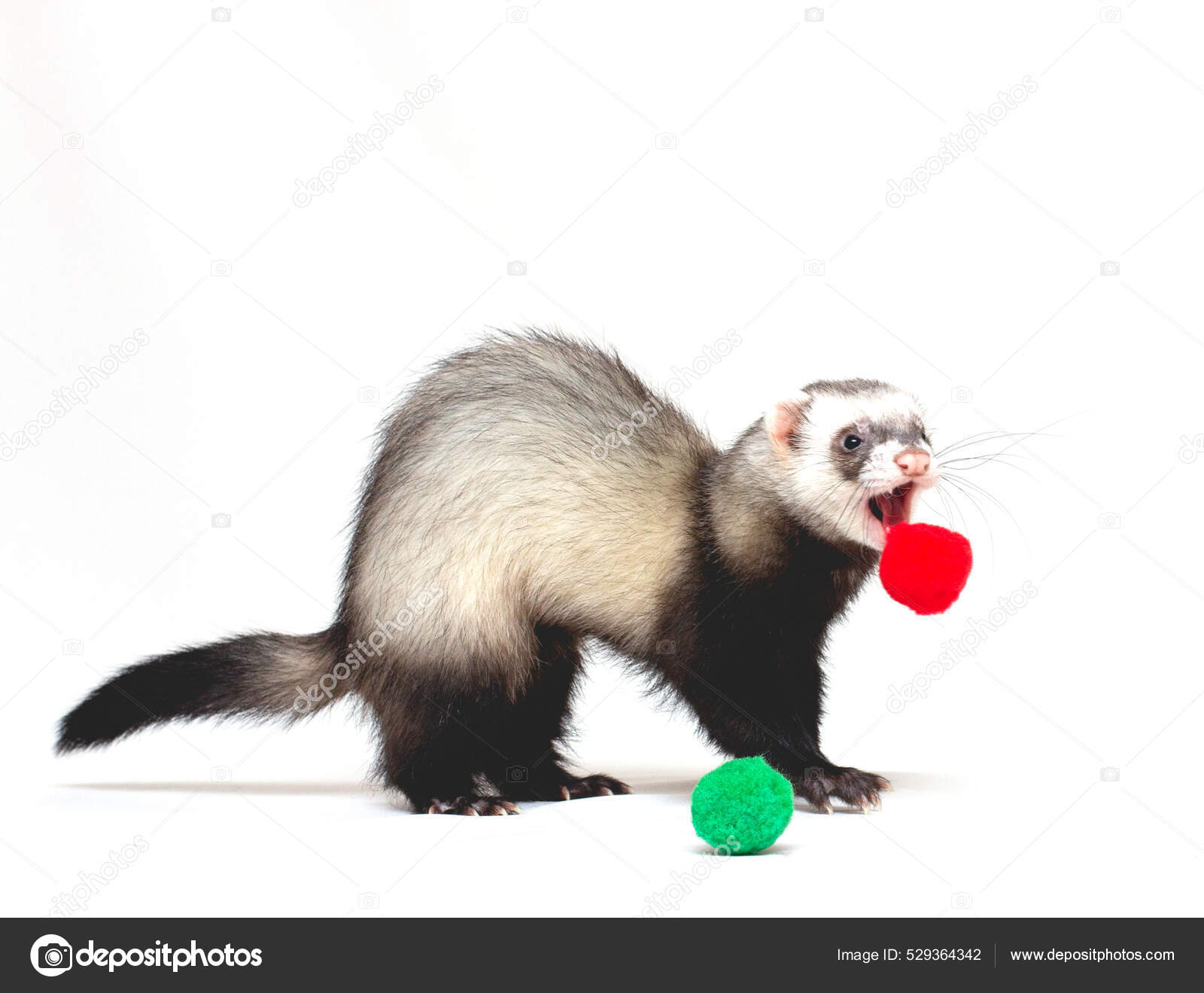 Cute Playful Young Ferret Hunts Plays Ball Stock Photo by ©IrinaRinty ...