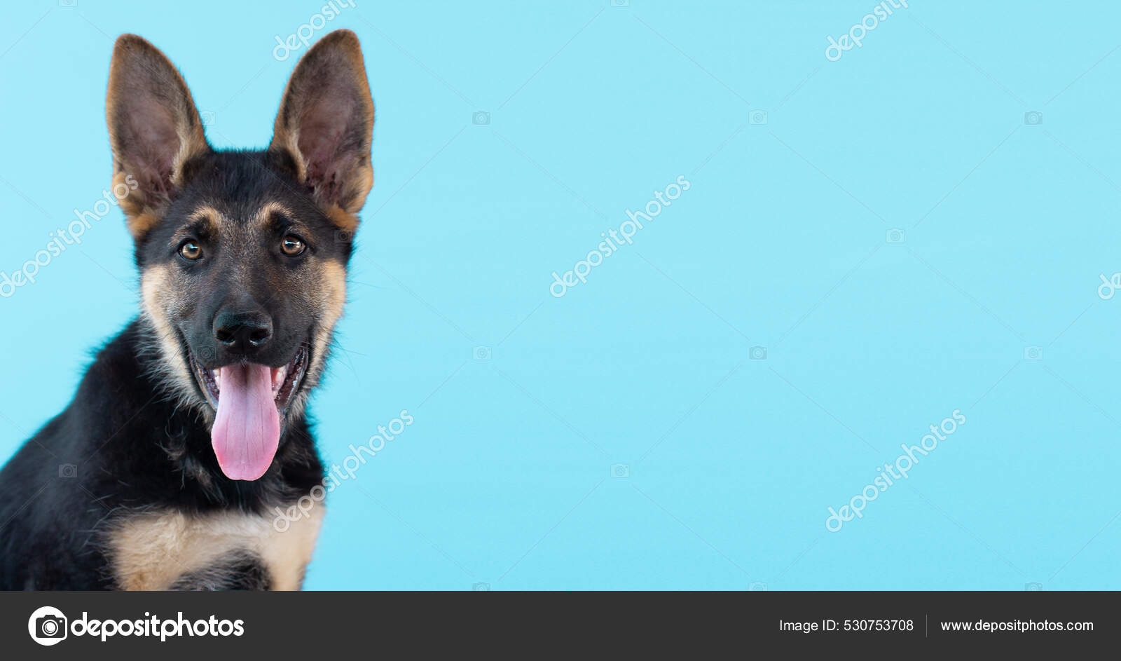 Light German Shepherd