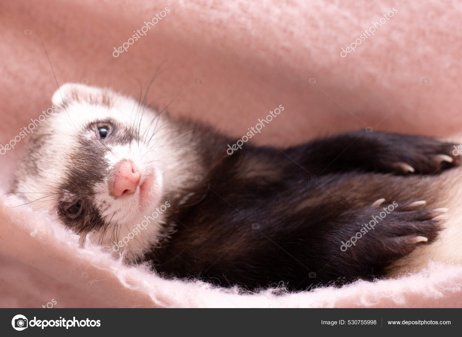Ferrets Sleeping