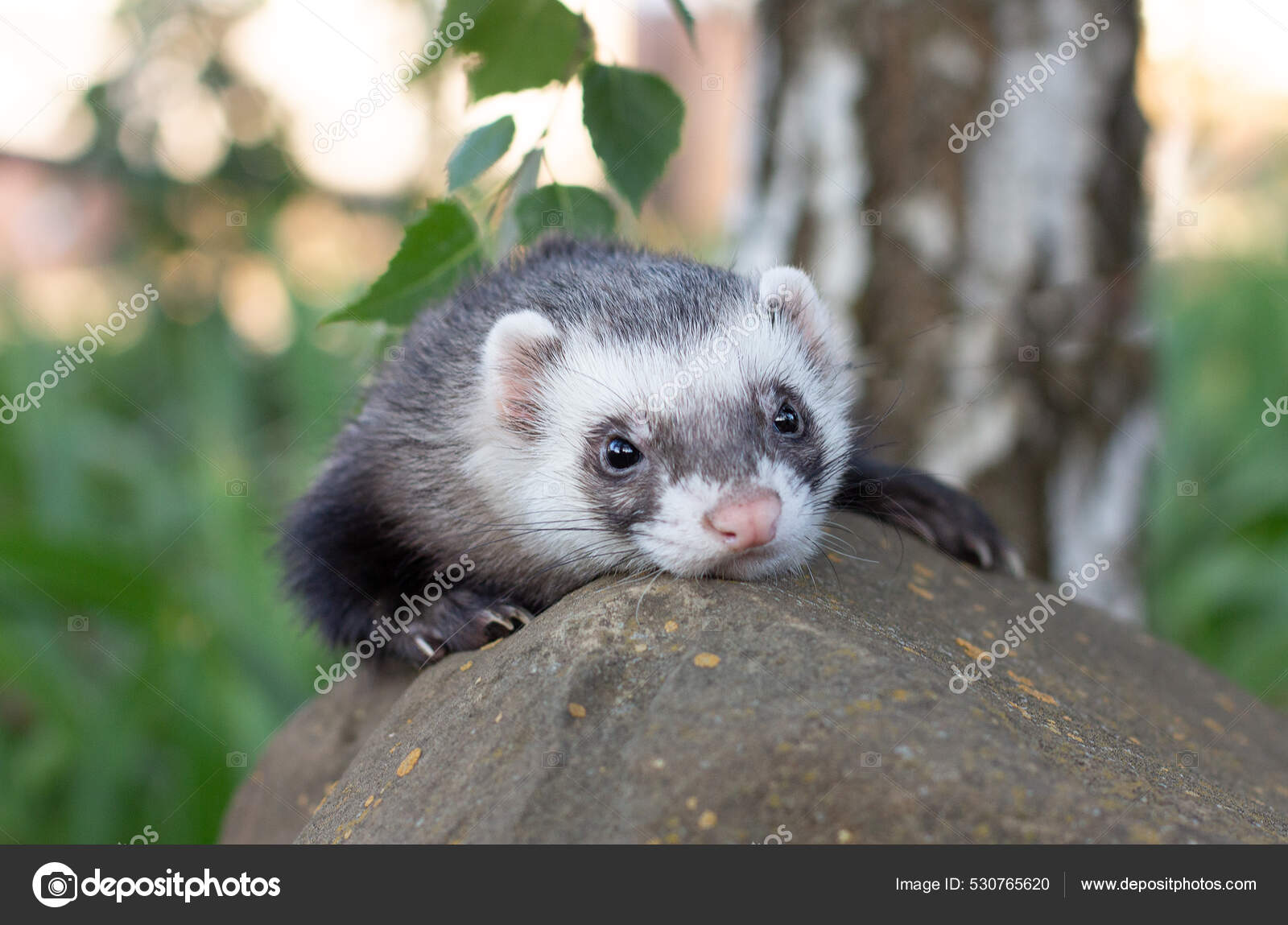 Giant Russian Ferret