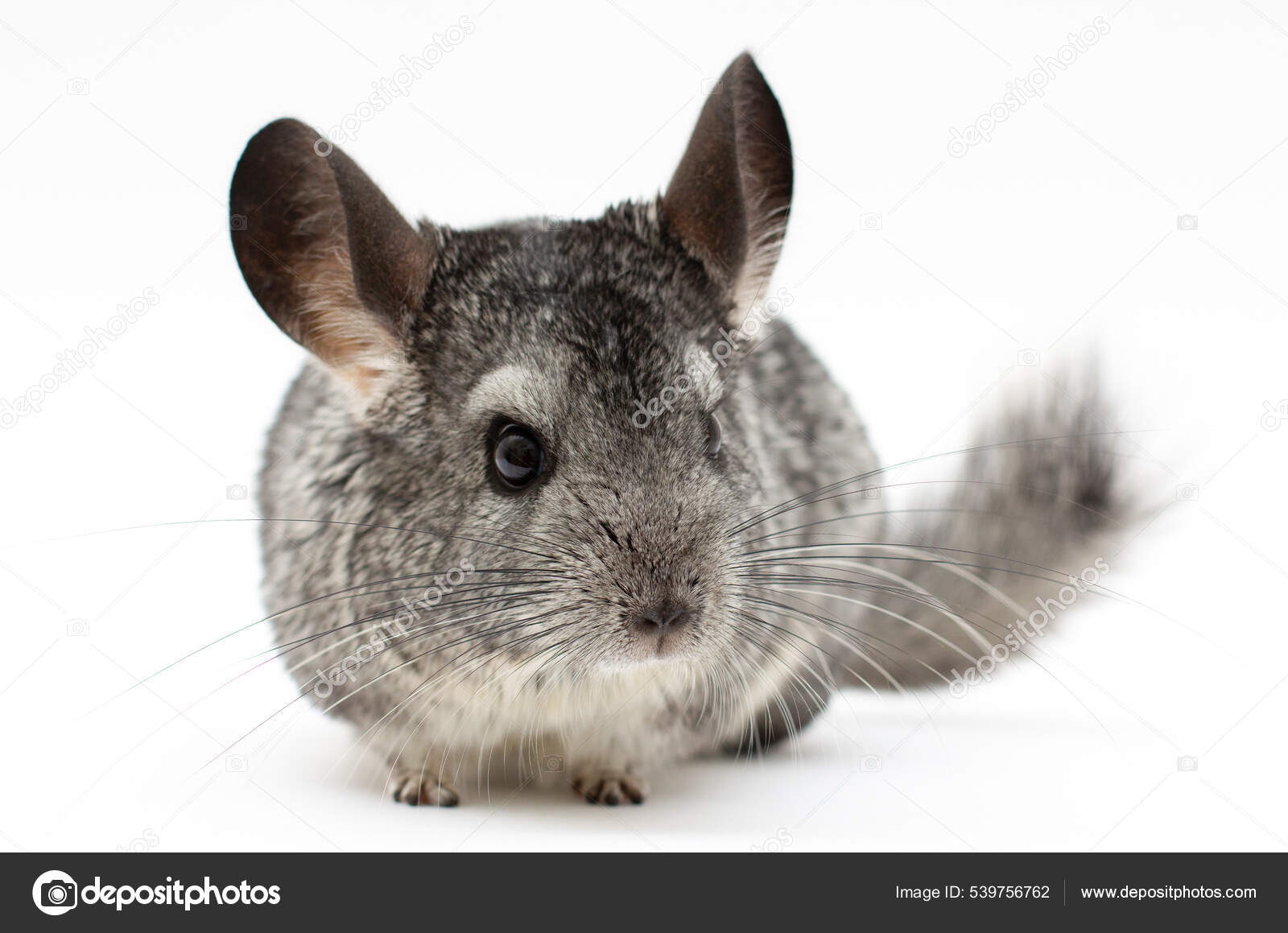 Chinchilla White Background — Stock Photo © IrinaRinty #539756762