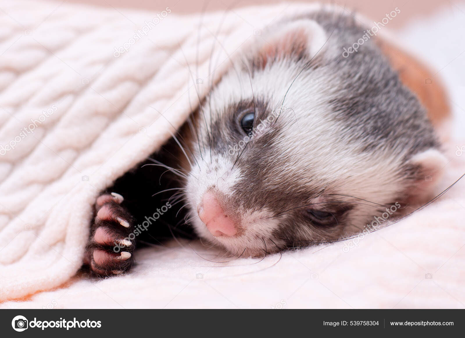 White Ferret Sleeping
