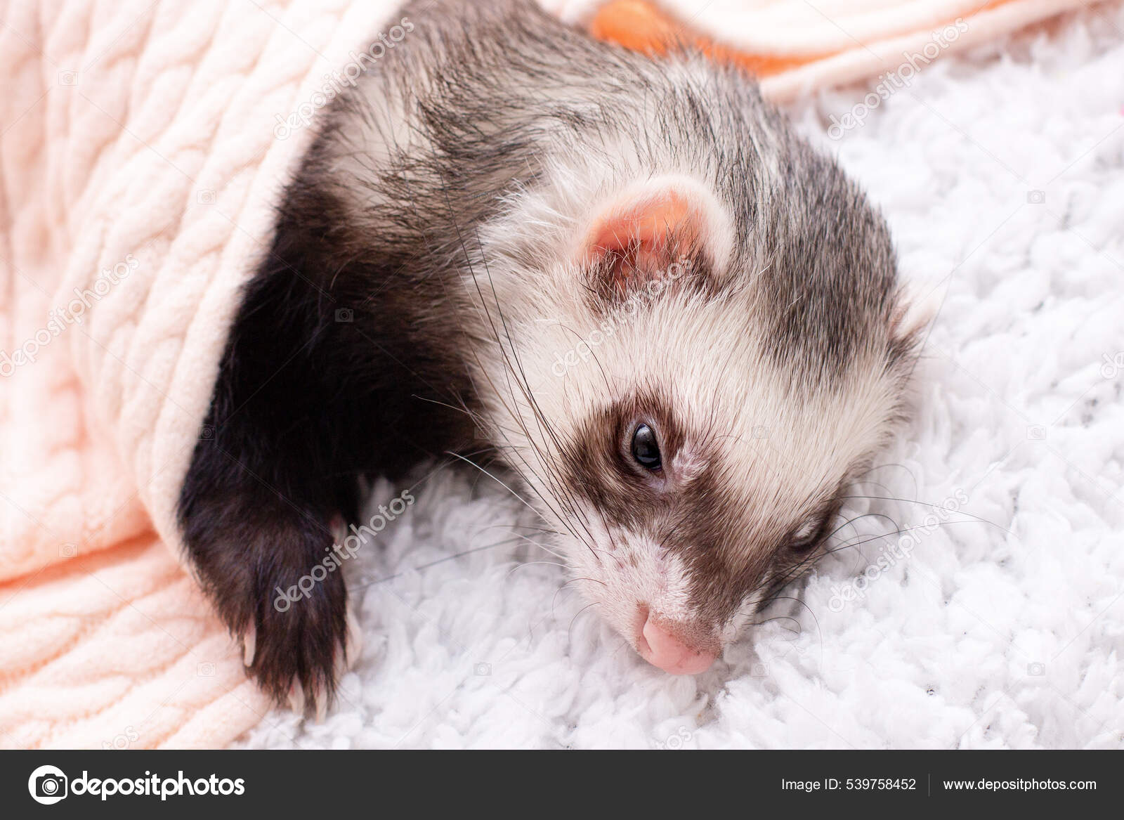 White Ferret Sleeping