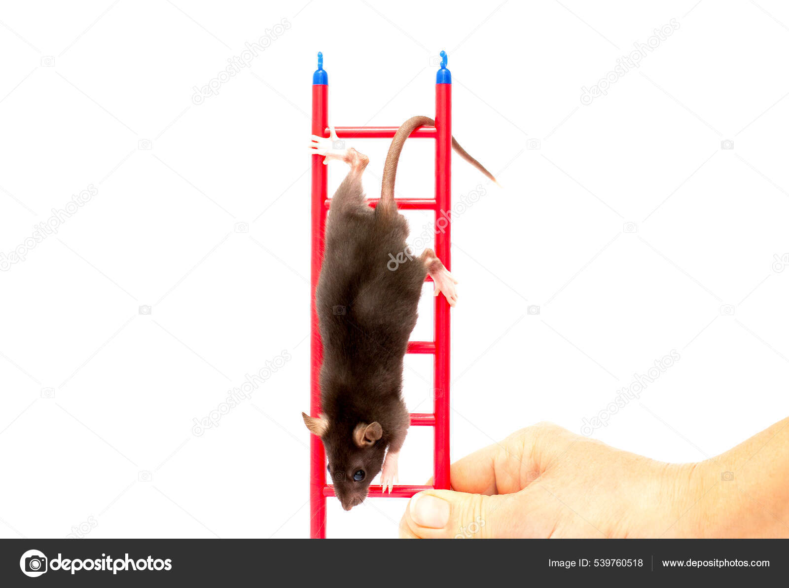 Funny Black Rat Ladder Wheel Bowl White Background Stock Photo by ...