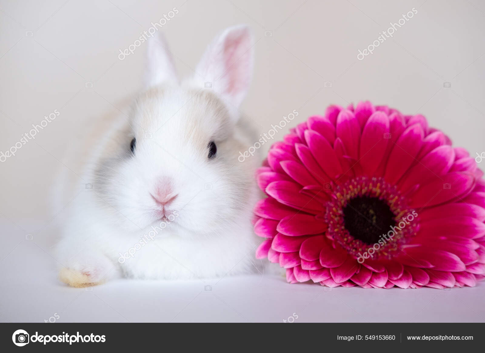 White Bunny Baby Rabbit Big Red Flower Background — Stock Photo ...