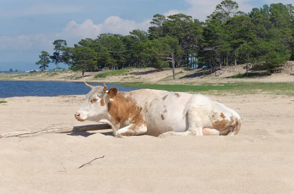 Vaca na praia Stock Photos, Royalty Free Vaca na praia Images ...