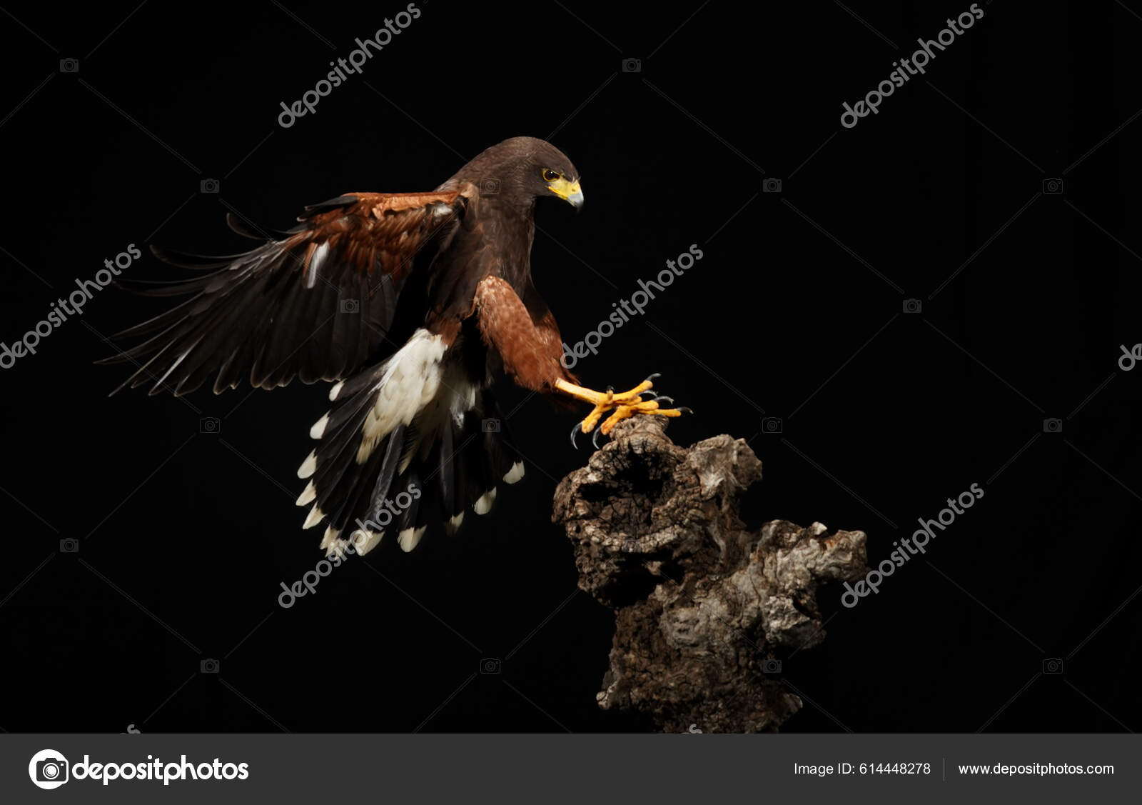 Harris Hawk Flying Black Background High Quality Photo Stock Photo by ...
