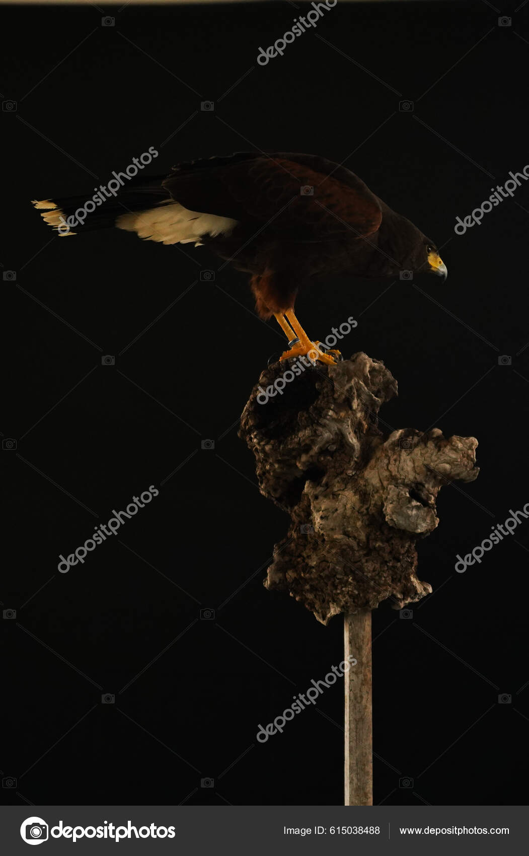 Harris Hawk Flying Black Background High Quality Photo Stock Photo by ...
