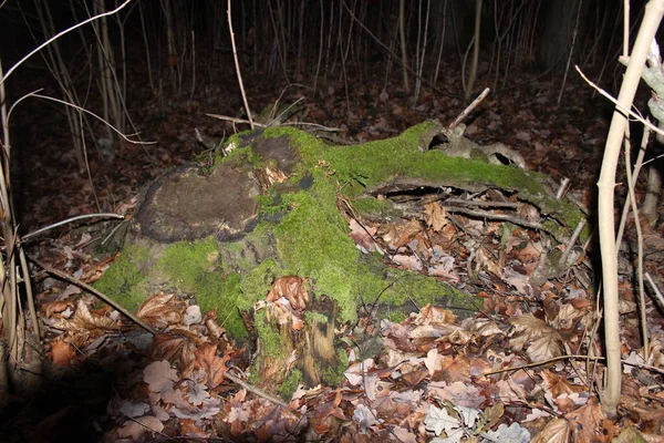 The forest devil fotos de stock, imágenes de The forest devil sin ...