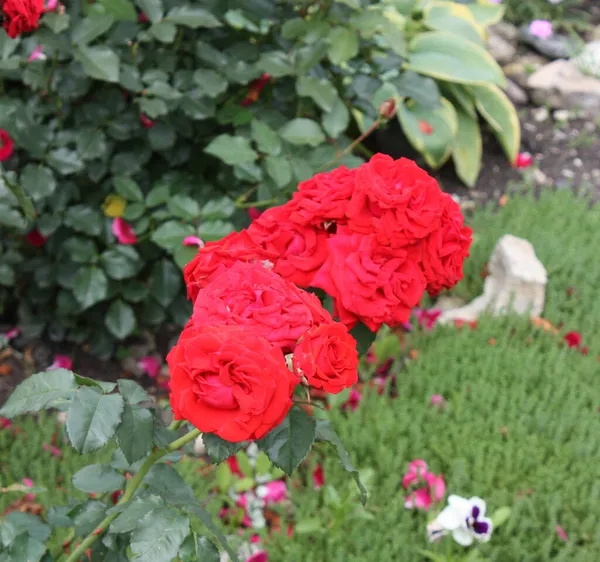 Four roses Stock Photos, Royalty Free Four roses Images | Depositphotos