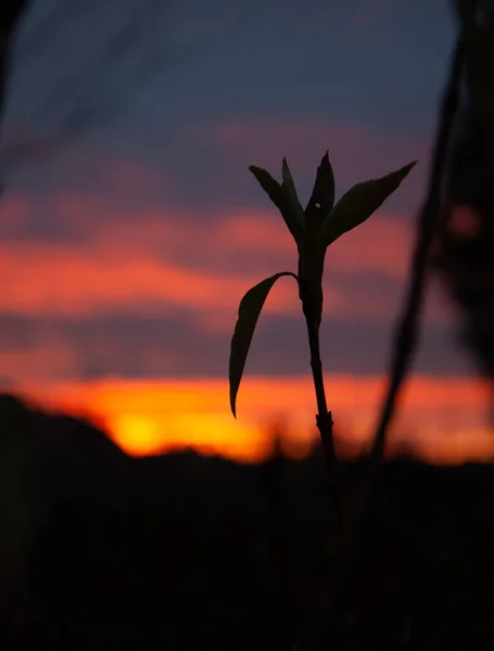 ブッシュの夜明け Stock Photos, Royalty Free ブッシュの夜明け Images | Depositphotos
