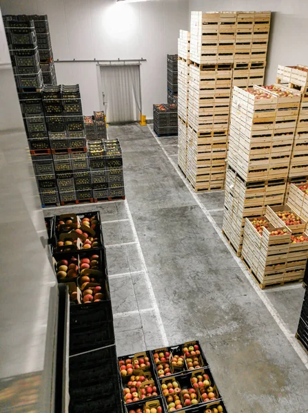 Pallets with packed fruit ready to be shipped refrigerated with low ...