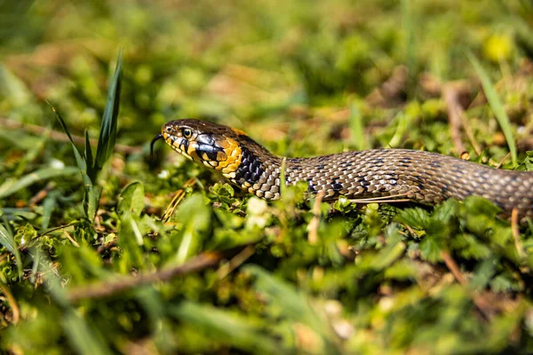 Meadow snake Stock Photos, Royalty Free Meadow snake Images | Depositphotos