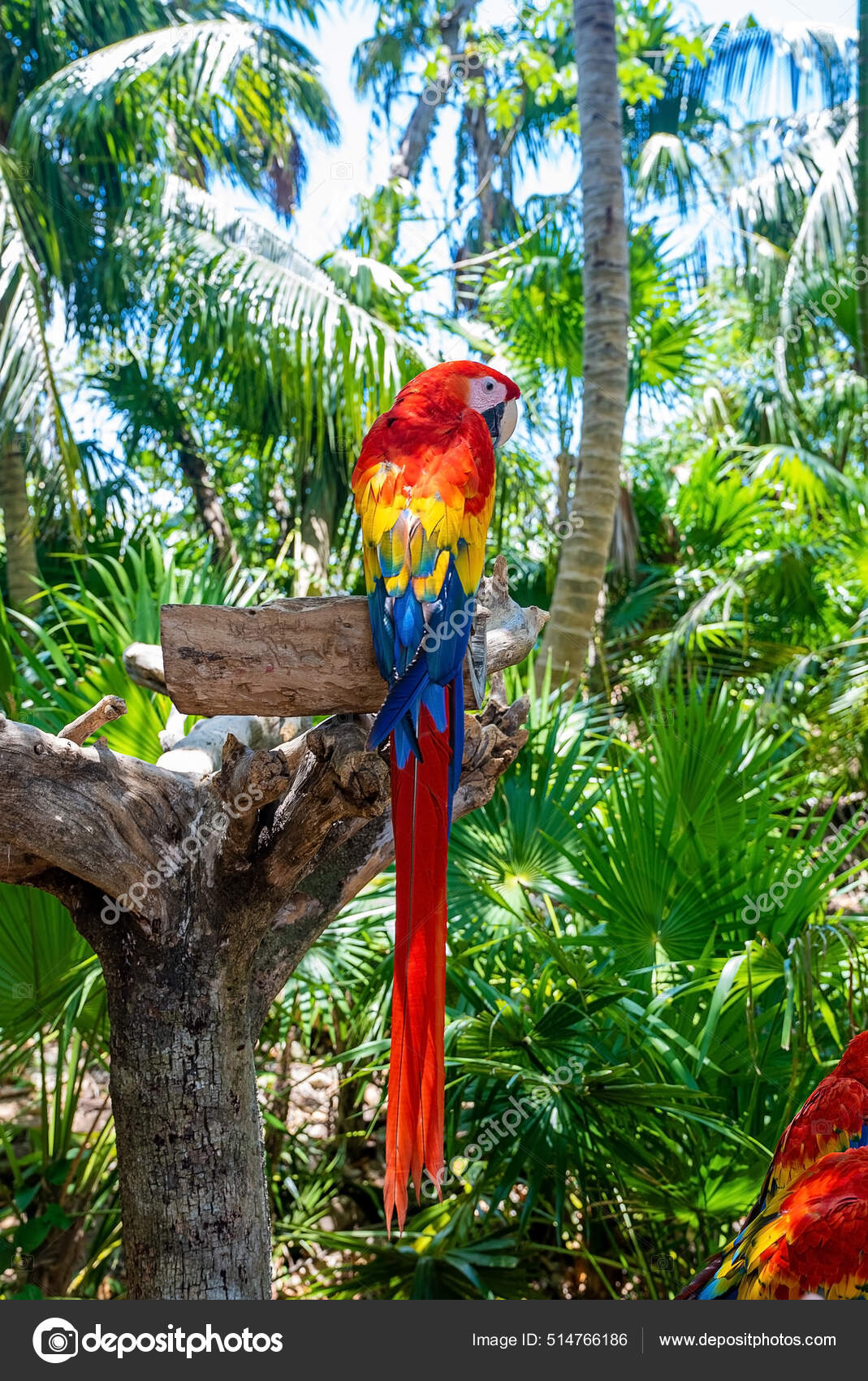 Long Tailed Red Macaw Parrots Perching Tree Bark Xcaret Ecotourism ...