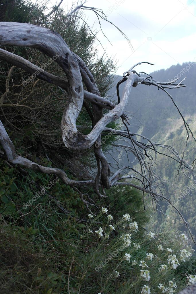 Medio ambiente naturaleza senderismo Madeira: estética de la naturaleza ...