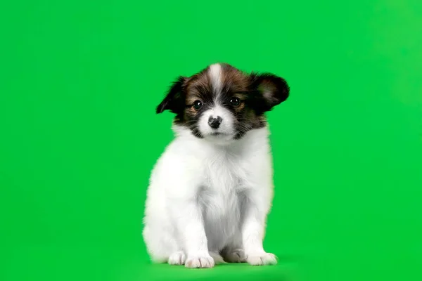 Green screen dog Stock Photos, Royalty Free Green screen dog Images ...
