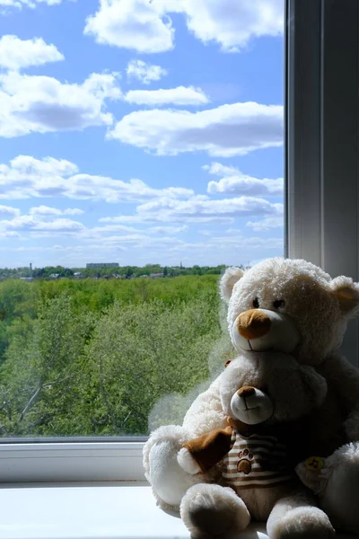 Teddy bear window Stock Photos, Royalty Free Teddy bear window Images ...