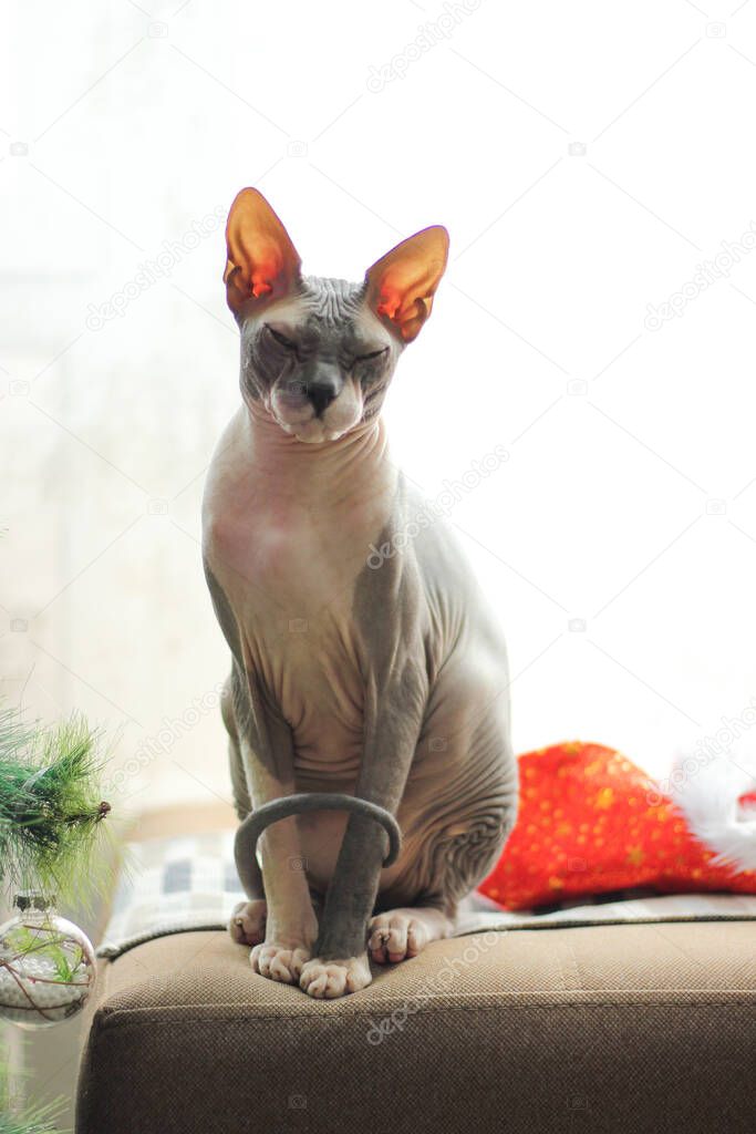Un gato Esfinge está sentado en el sofá. Ojos verdes y una figura ...