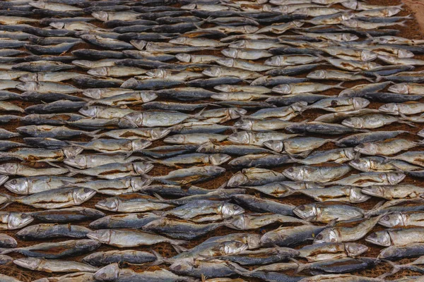 Drying fishes Stock Photos, Royalty Free Drying fishes Images ...