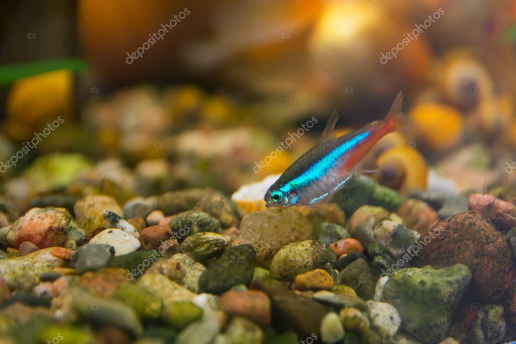 Acuarista, pez aqua. Paracheirodon innesi. El neón azul, o neón común ...