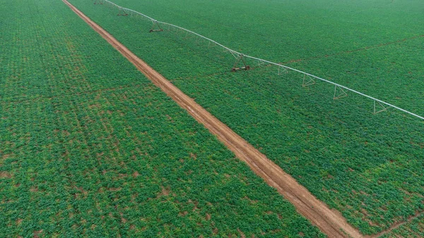 Lentil field irrigation Stock Photos, Royalty Free Lentil field ...