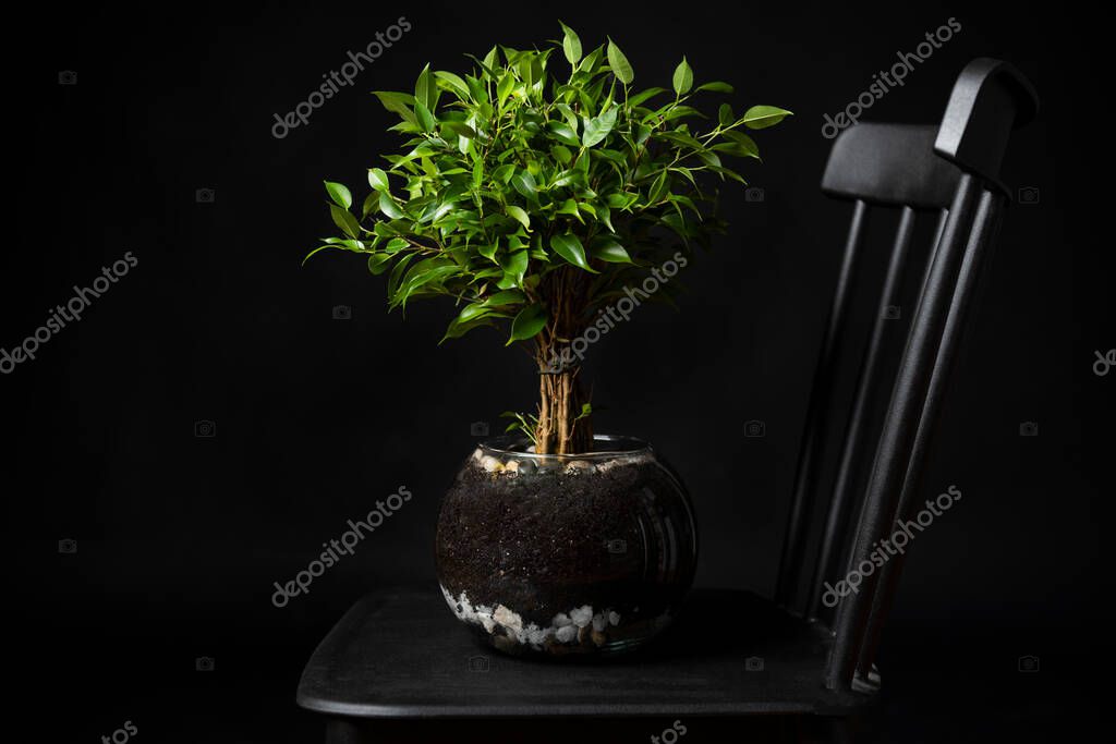 Ficus benjamina, comúnmente llamado boj o laurel indio en maceta de ...