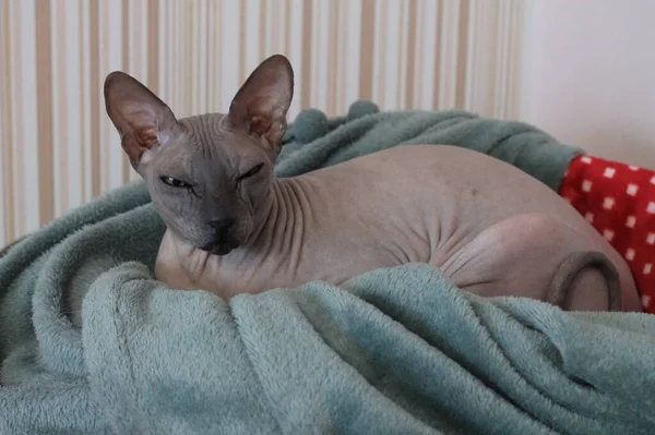 Gato enrugado Fotos de Stock, Gato enrugado Imagens sem royalties ...