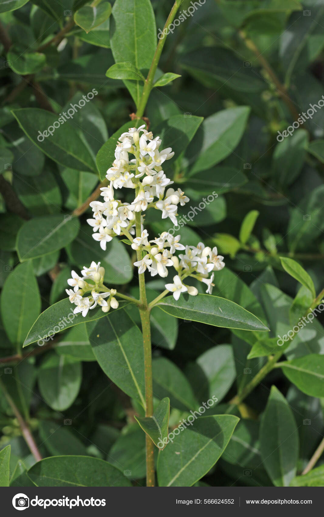 White privet flower spike close up Stock Photo by ©Johnatapw 566624552