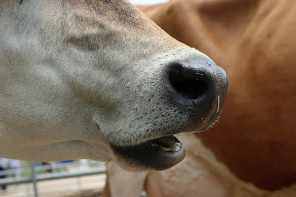 Light brown Guernsey cow head and mouth in a farmyard with another cow ...