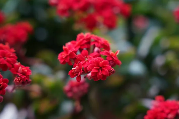 The red ixora Stock Photos, Royalty Free The red ixora Images ...