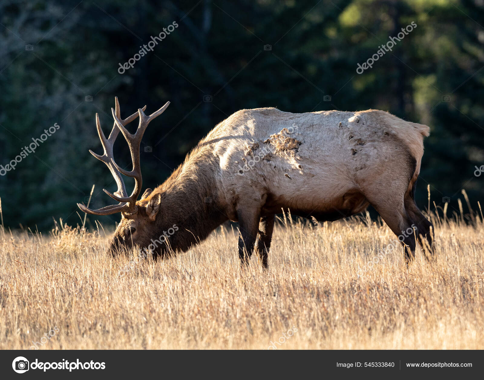 Young Bull Elk Wapiti Cervus Canadensis Feeding Minnewanka Loop Banff ...