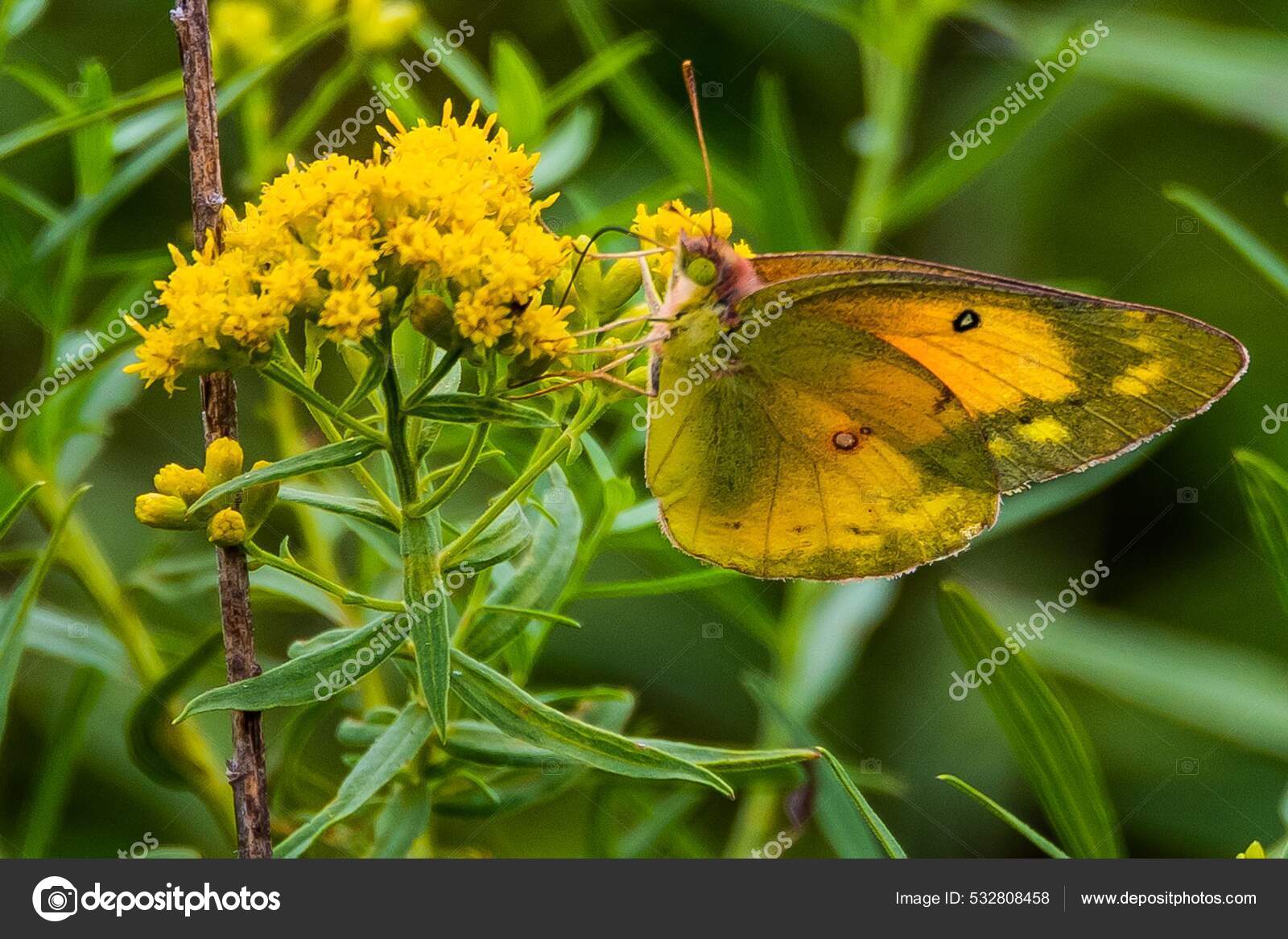 Orange Sulfur Butterfly
