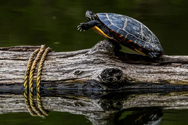 Smart turtle Stock Photos, Royalty Free Smart turtle Images | Depositphotos