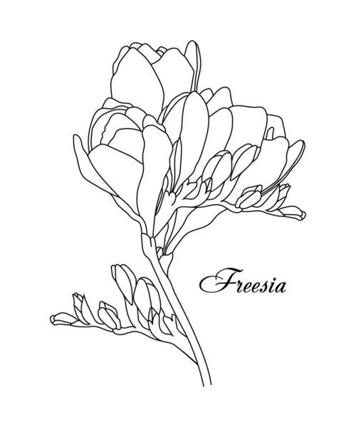 Freesia line drawing Vector Art Stock Images | Depositphotos
