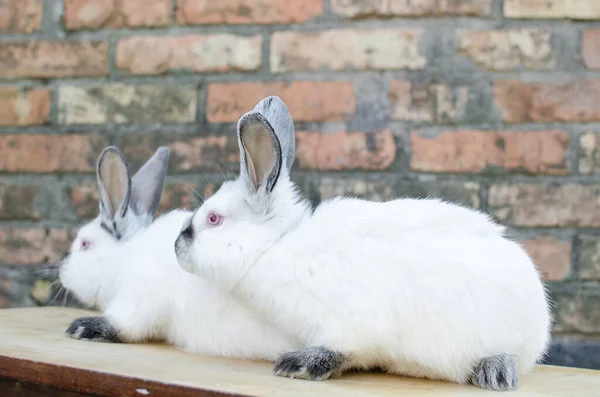 Beautiful buns Stock Photos, Royalty Free Beautiful buns Images ...