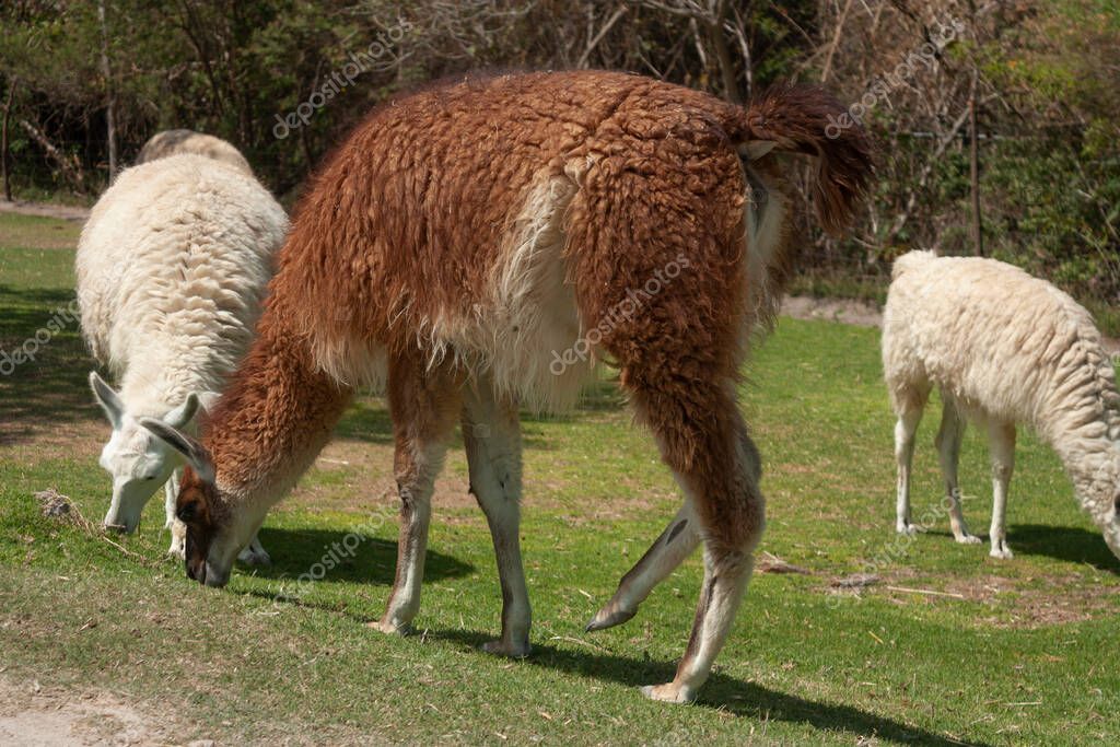 Llama: nombre científico Llama Glama: animal que se adapta a 4.000 ...