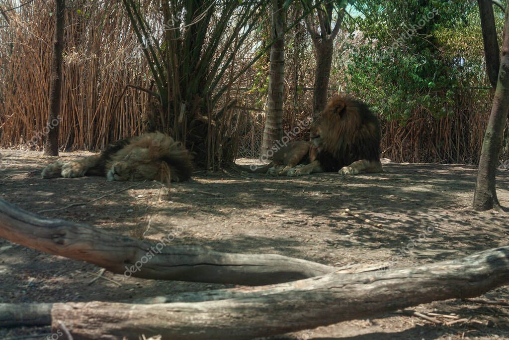 Imponente león africano luciendo melena y garras afiladas tendidas en ...