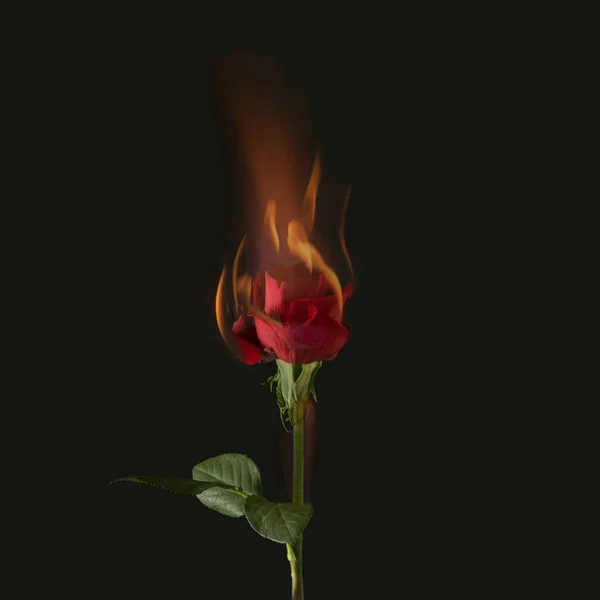 Fire rose Stock Photos, Royalty Free Fire rose Images | Depositphotos