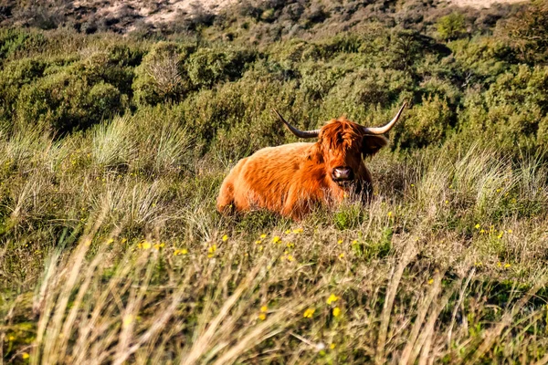 Red highland cow Stock Photos, Royalty Free Red highland cow Images ...