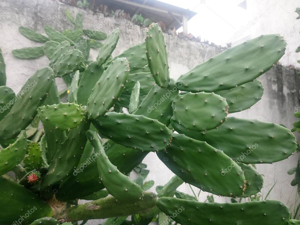 CACTUS Plant - Se adapta a todo: embellece el medio ambiente, nos da ...