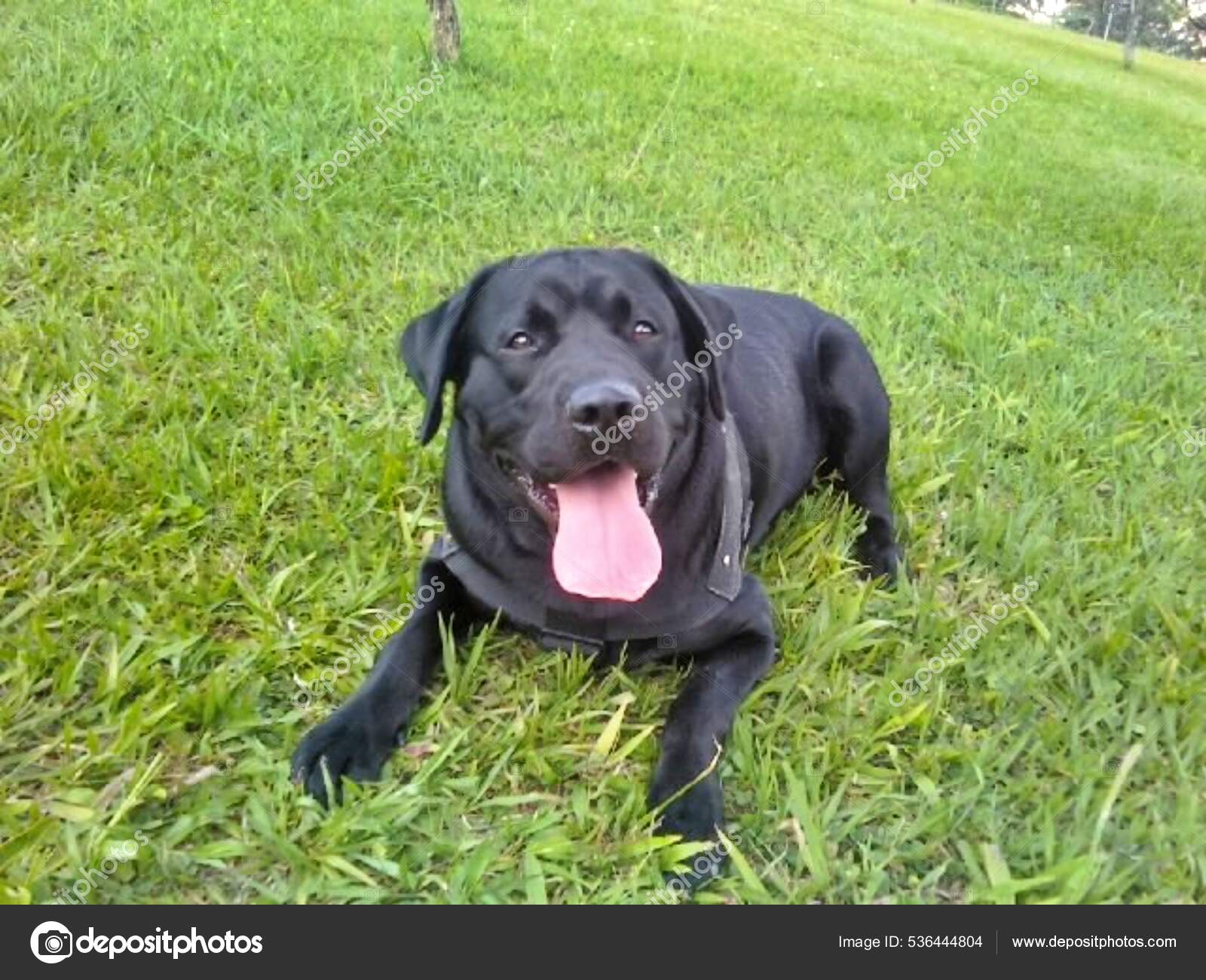 Labrador Breed Dog Strong Big Playful Entertains Family — Stock Photo ...