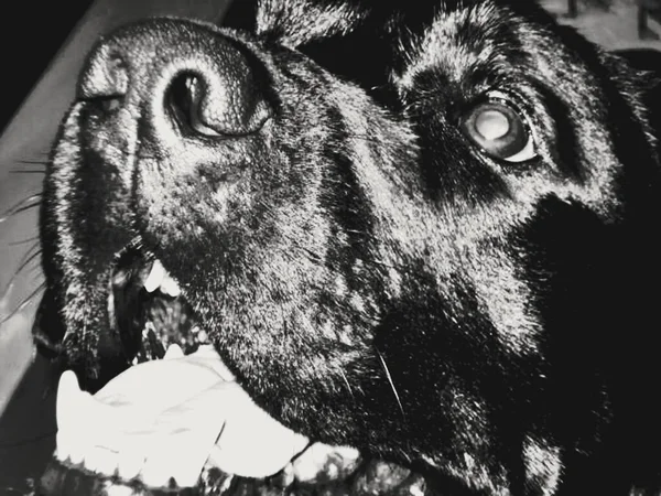 Scary black dog Stock Photos, Royalty Free Scary black dog Images ...